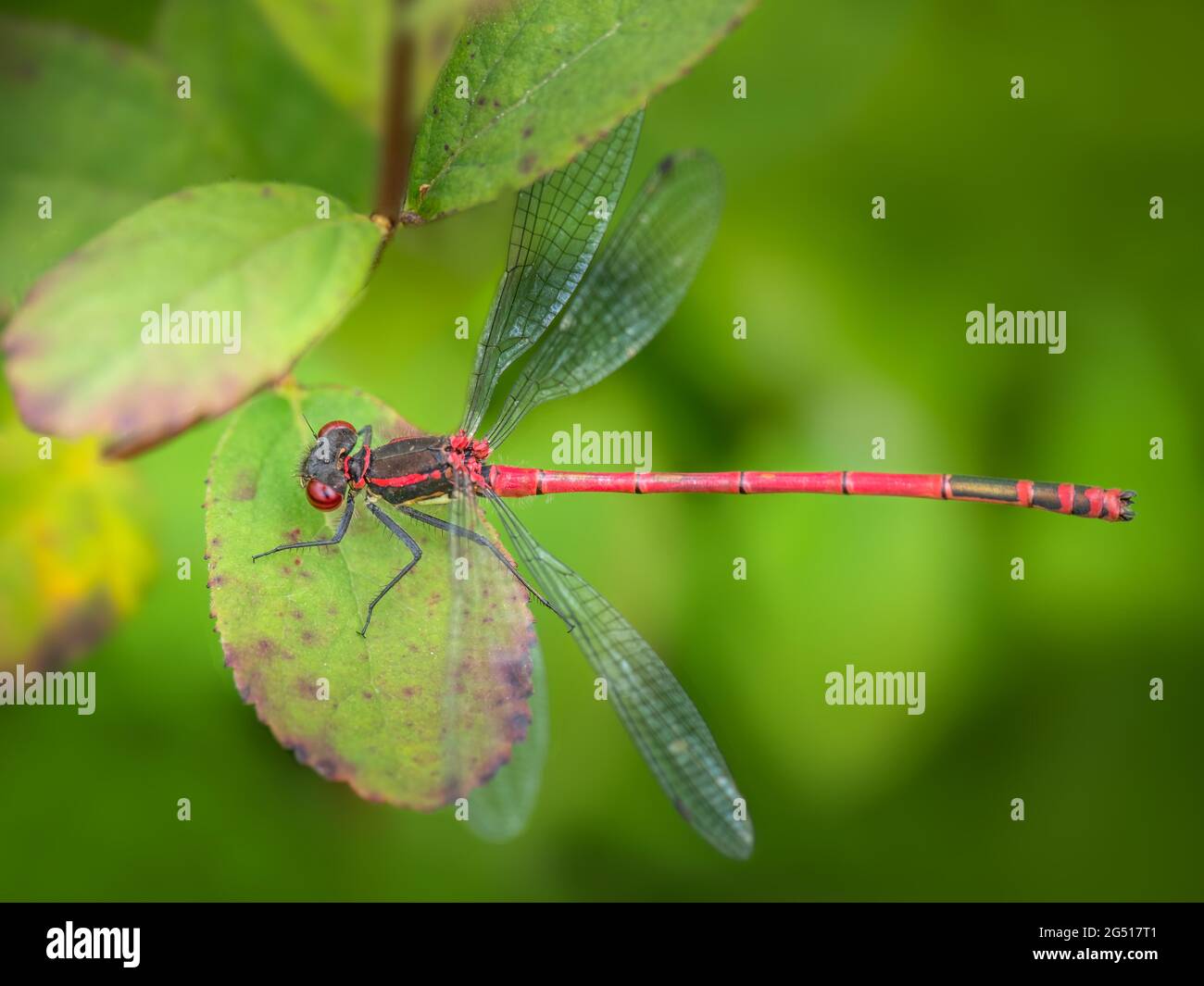 Large red damselfly aka Pyrrhosoma nymphula. On leaf, in habitat Stock ...