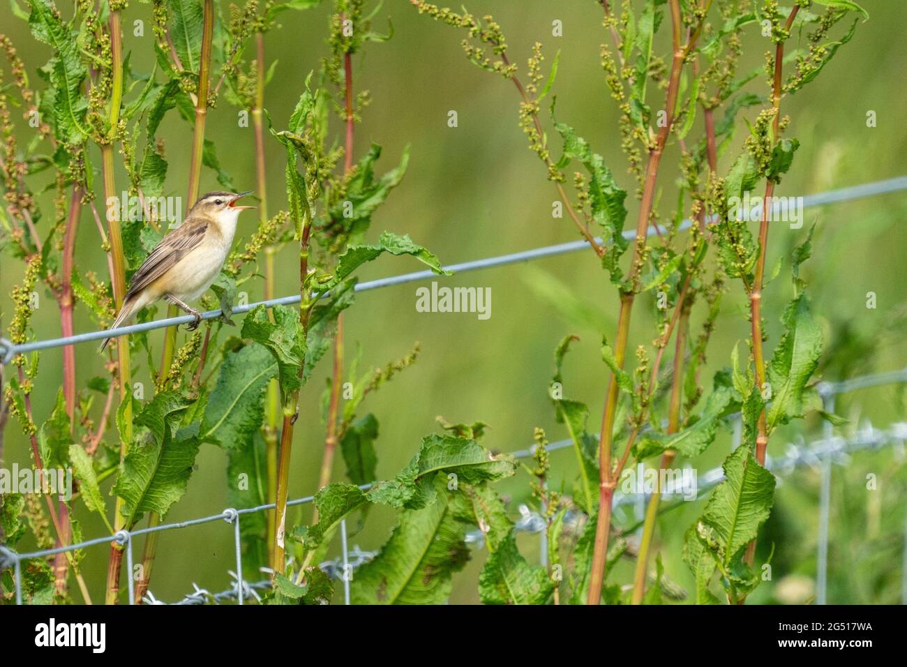Cors image hi-res stock photography and images - Alamy