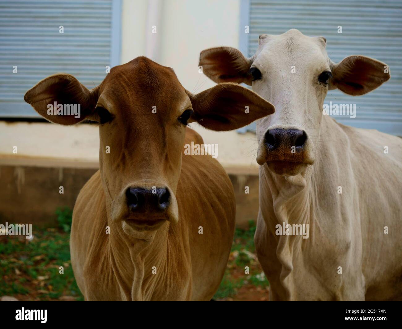 Forward facing cow hi-res stock photography and images - Alamy