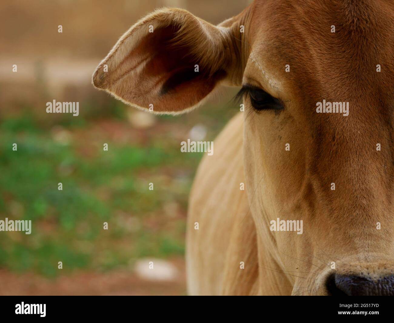 Cow left side face closeup with side blur frame, animal lifestyle ...