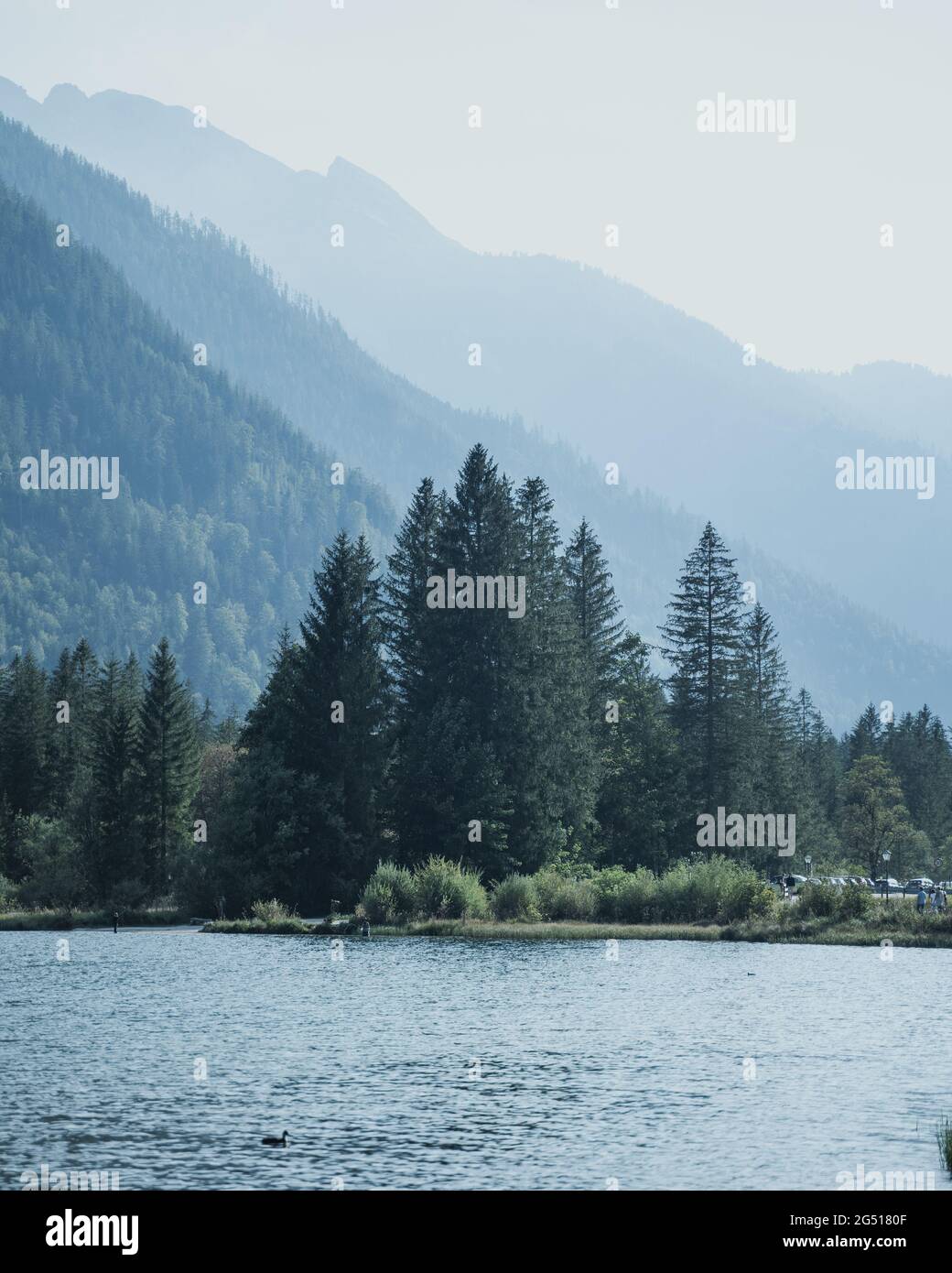 Scenic view of pine trees on the lakeshore and picturesque trees in the ...