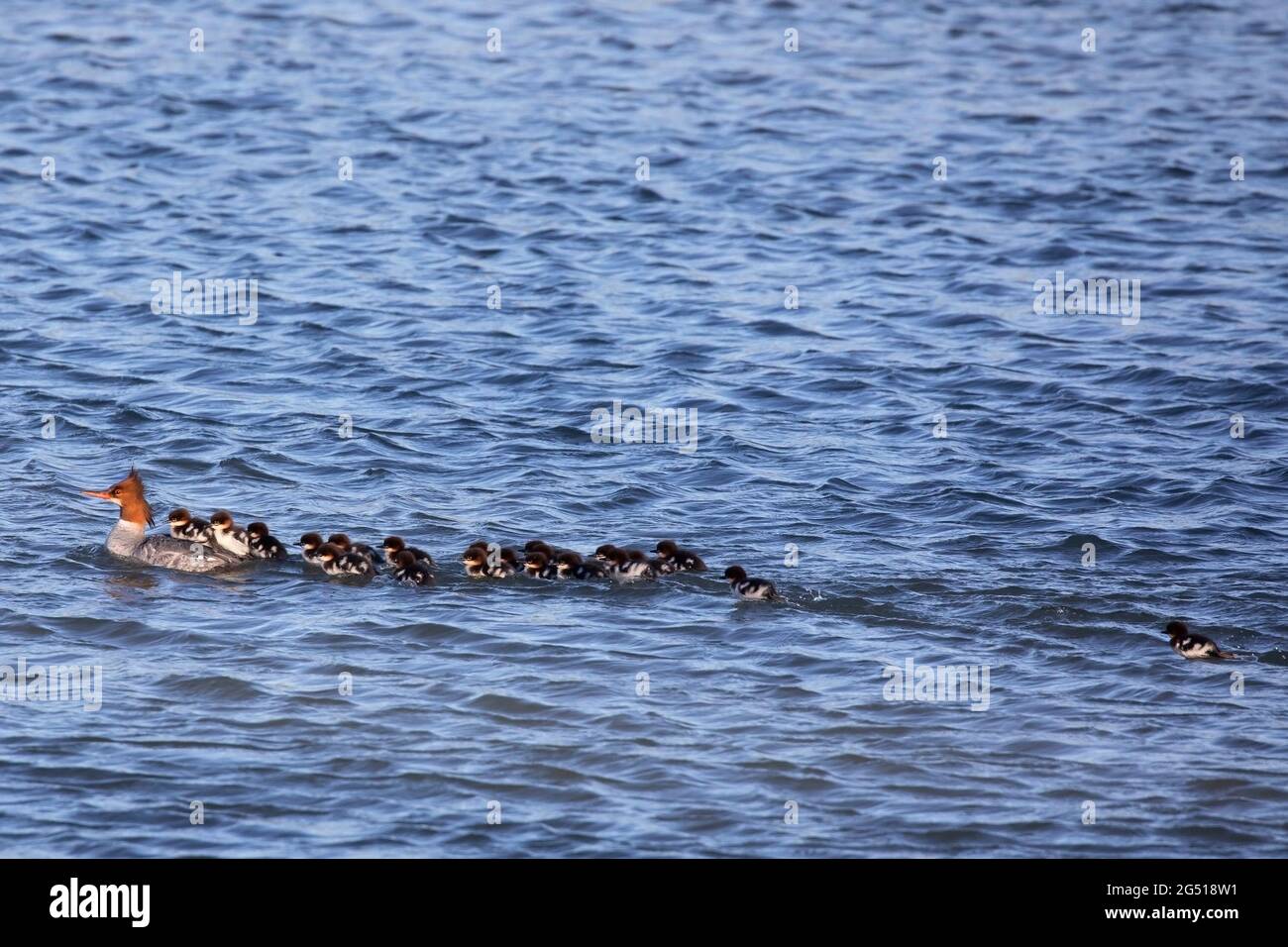Common Merganser mother swimming with her nineteen ducklings following ...