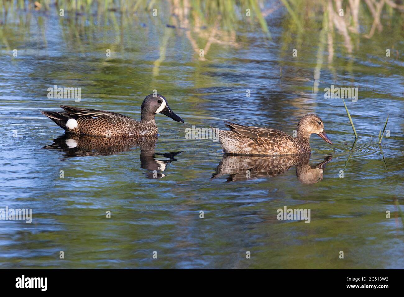Two ducks in a pond hi-res stock photography and images - Alamy