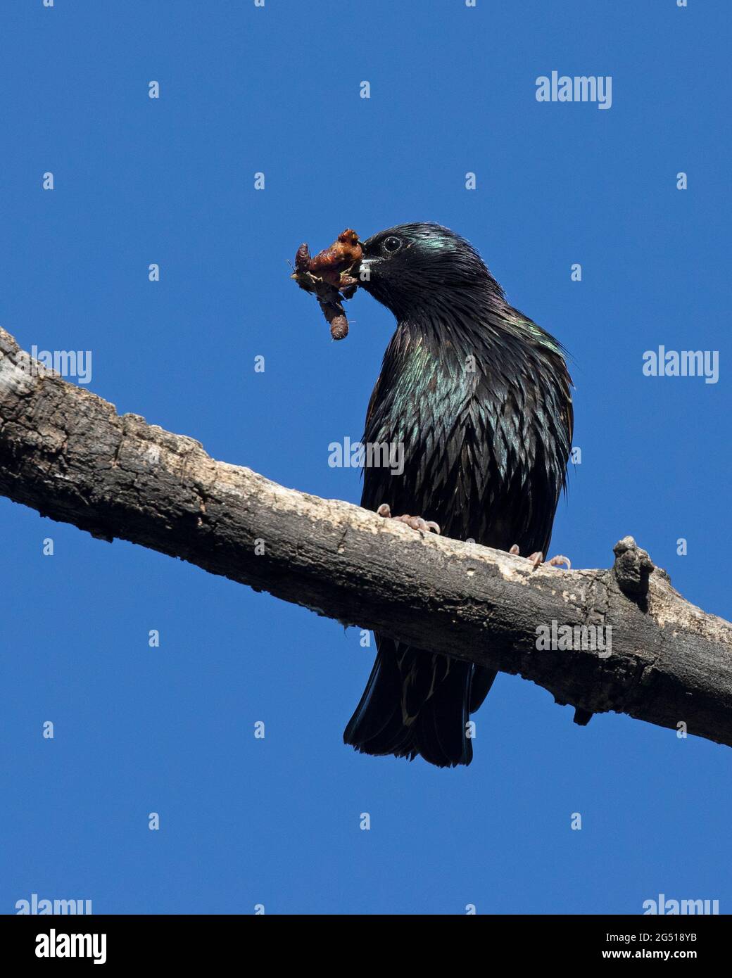 Feed on small birds hi-res stock photography and images - Alamy