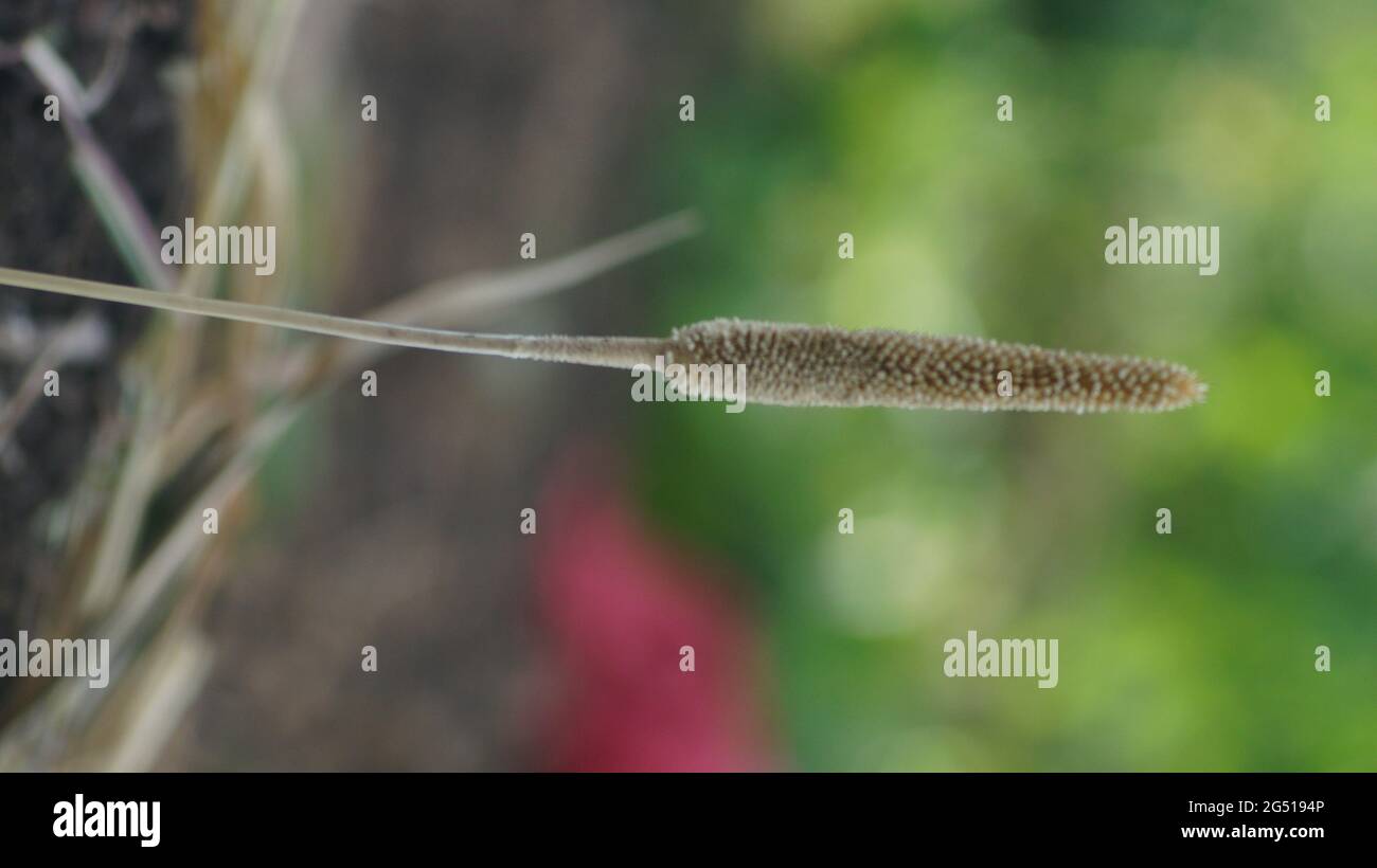 Vertical shot of a Pearl millet plant on a blurred background Stock ...