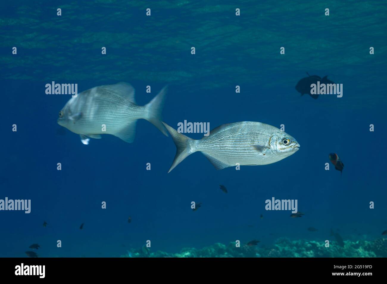 Kyphosus sandwicensis hi-res stock photography and images - Alamy