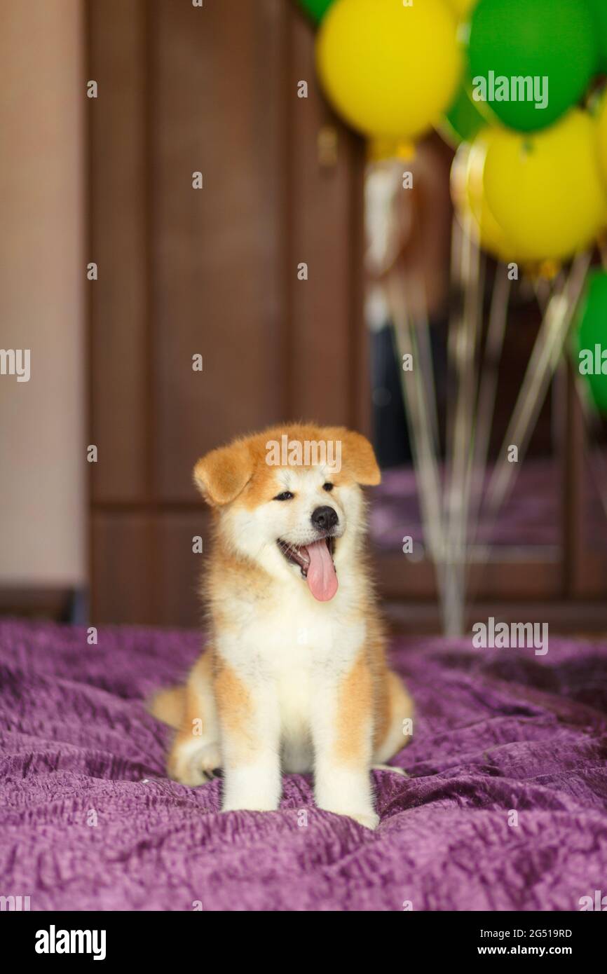 Happy akita inu puppy celebrate his adoption in new family Stock Photo ...