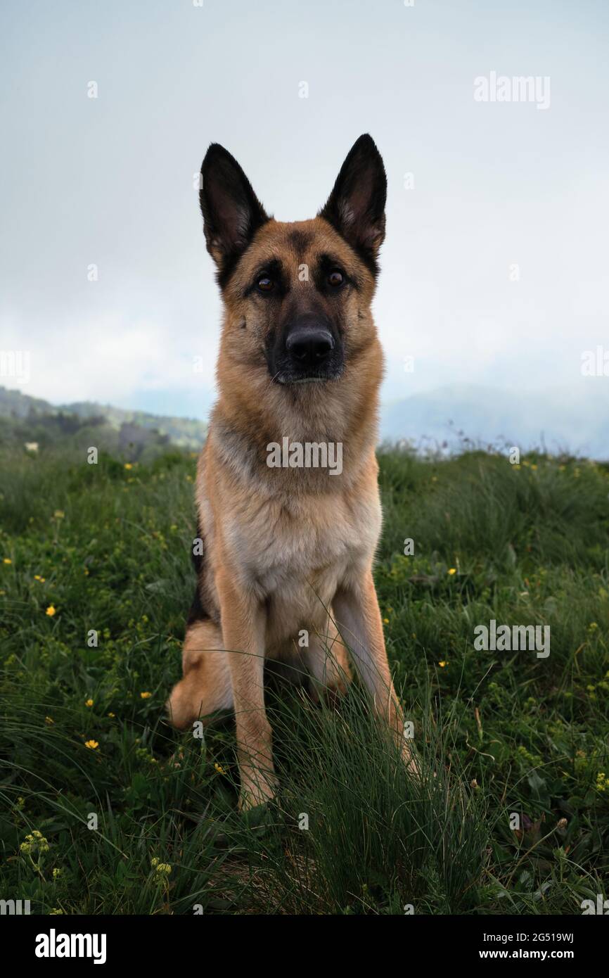 Wide angle lens and dog hi-res stock photography and images - Alamy