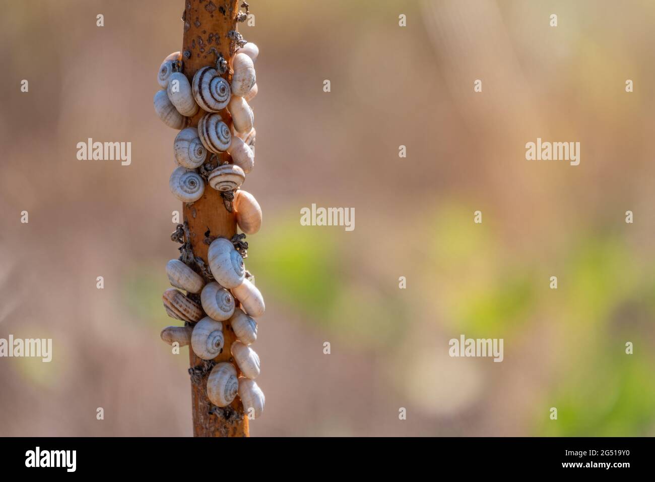 Many snails grass hi-res stock photography and images - Alamy
