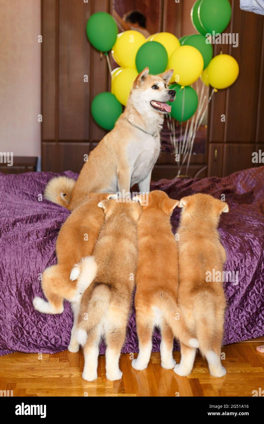 Happy akita inu dog family.Proud mother posing with her puppies Stock ...