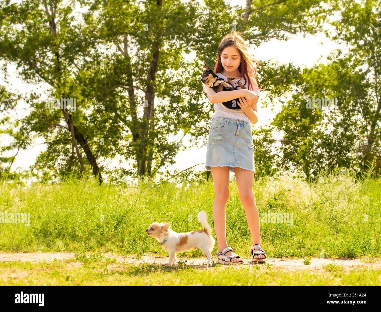 Girl with two chihuahuas in her arms in summer. Cute teenage girl on a ...