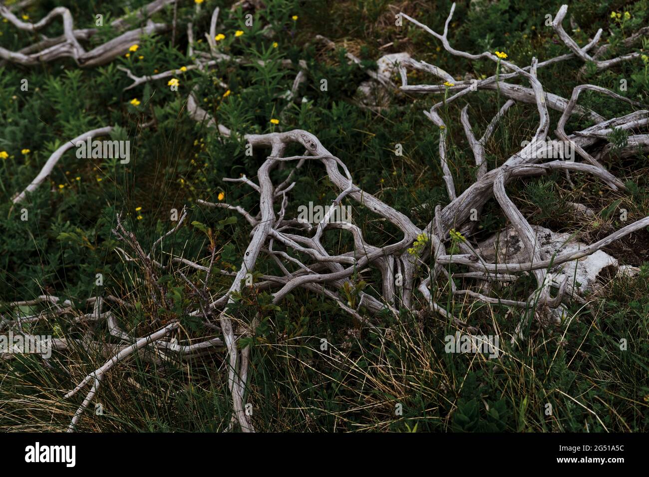 Branches of dry juniper in grass. Old juniper bush withered and ...