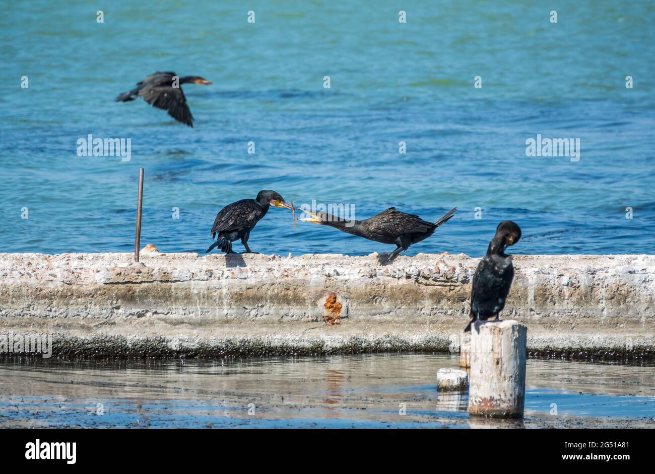 Two cormorants are pulling a stick. Two cormorants are playing on the ...