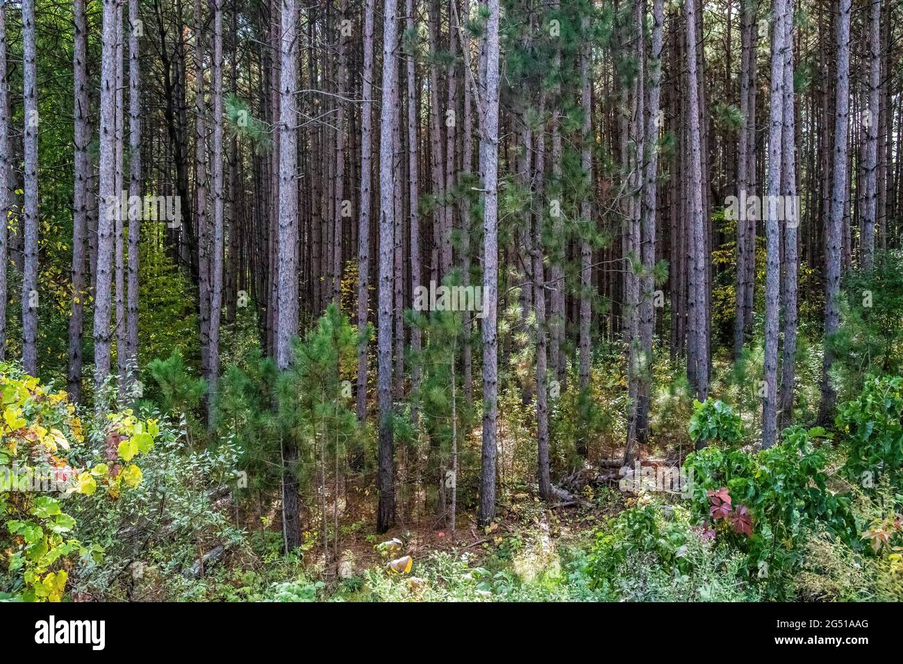 Tall greenery hi-res stock photography and images - Alamy