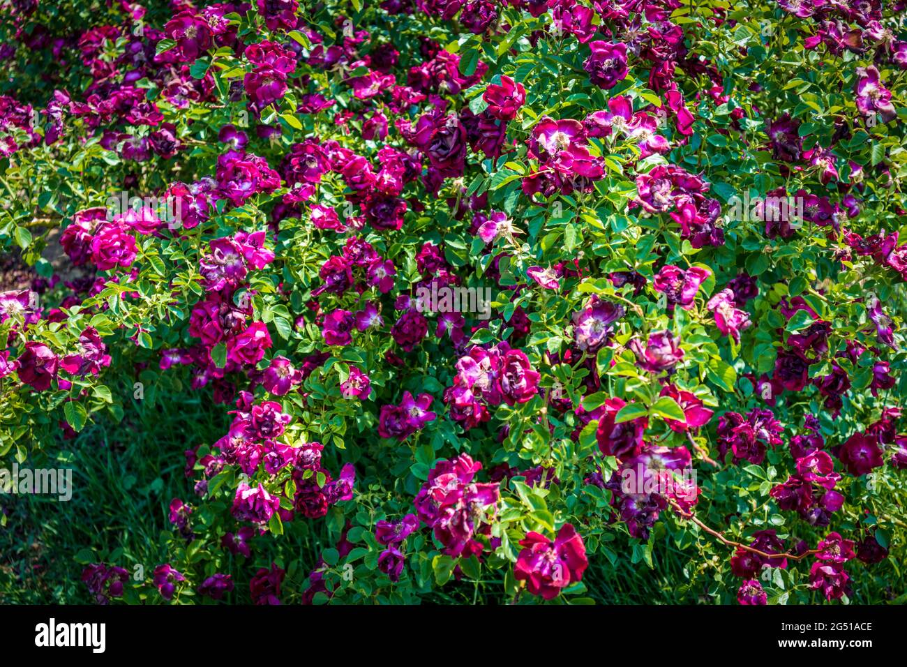 A Sea of purple or violet roses crowd the rose garden Stock Photo - Alamy