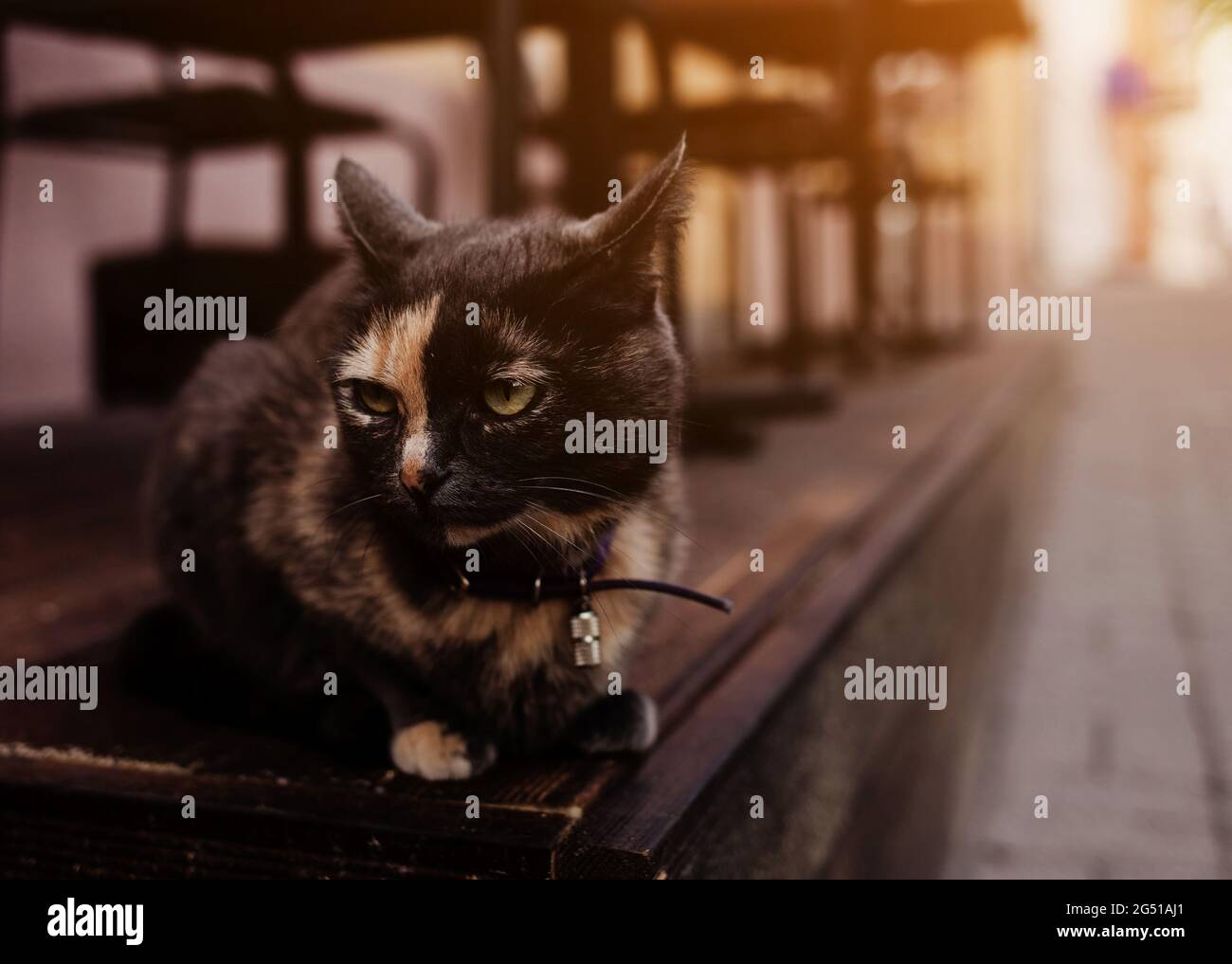 Sad cat is laying on the ground on city streets Stock Photo - Alamy