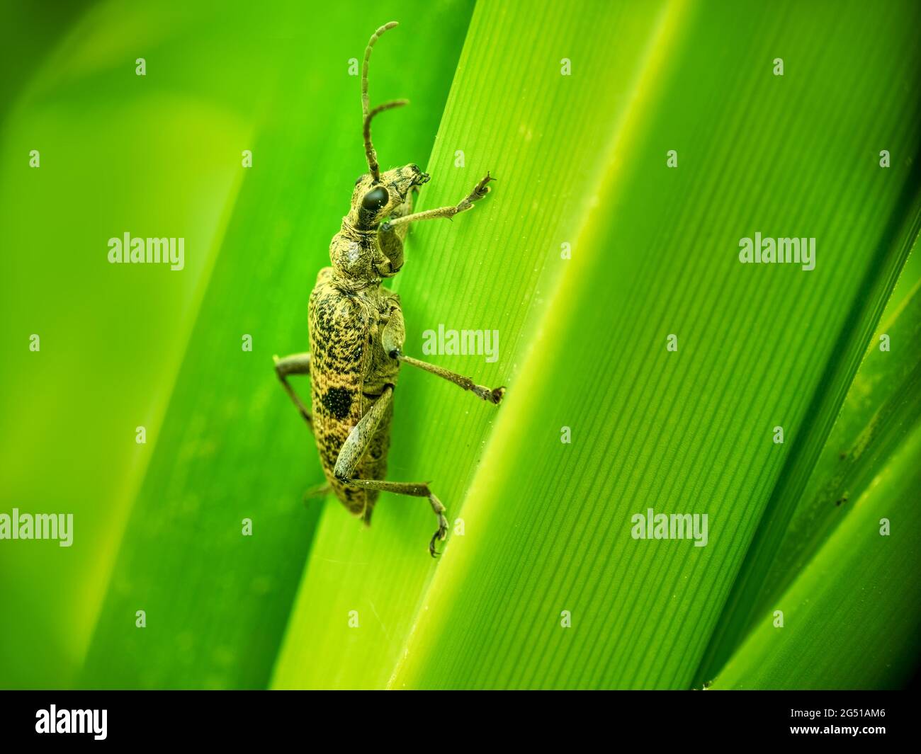 Black-spotted longhorn beetle aka Rhagium mordax on leaf Stock Photo ...