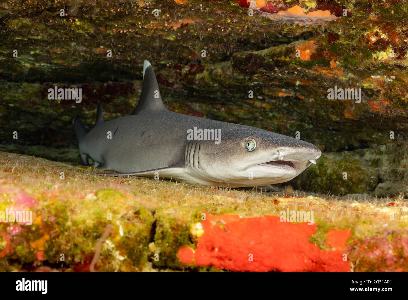Whitetip reef sharks, Triaenodon obesus, are one of the few species of ...
