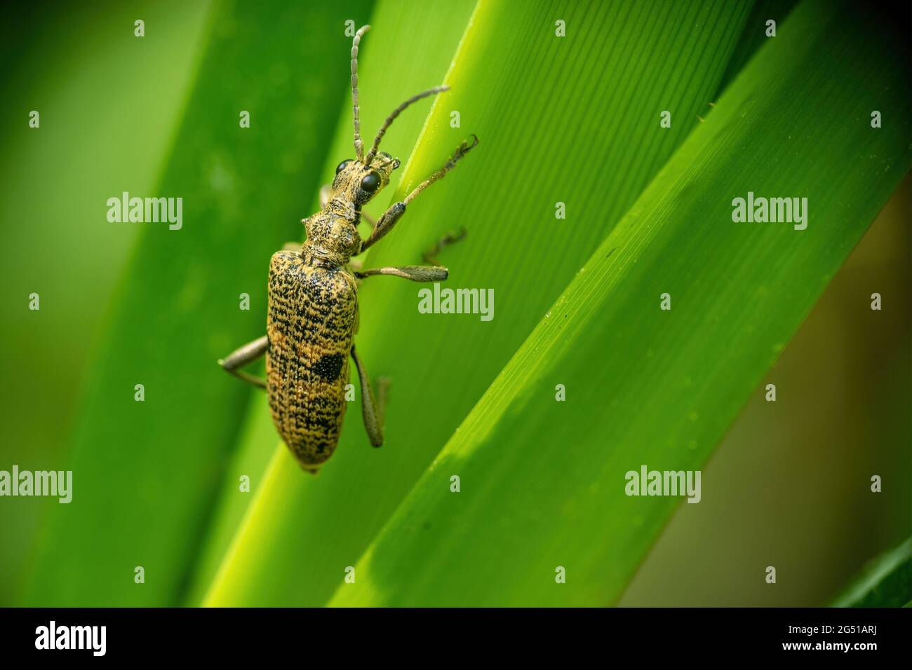 Blackspotted longhorn beetle aka Rhagium mordax on leaf Stock Photo - Alamy
