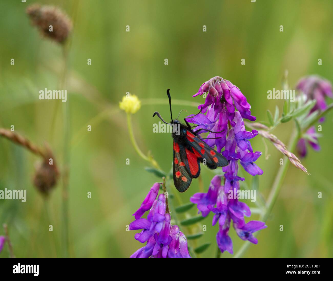 a six spot burnet moth (Zygaena filipendulae) feeding on a beautiful ...