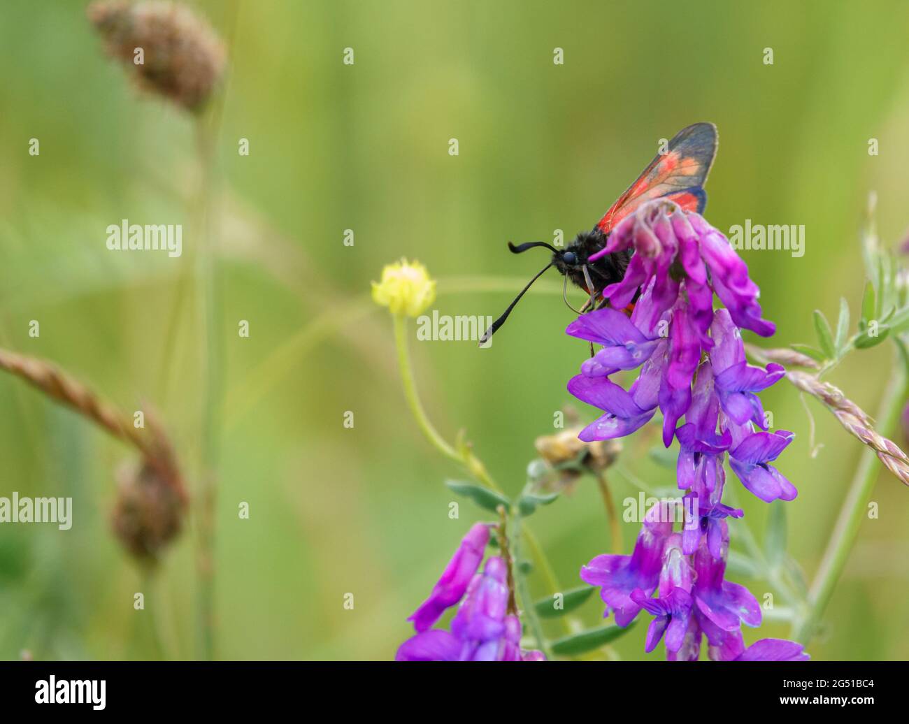 a six spot burnet moth (Zygaena filipendulae) feeding on a beautiful ...