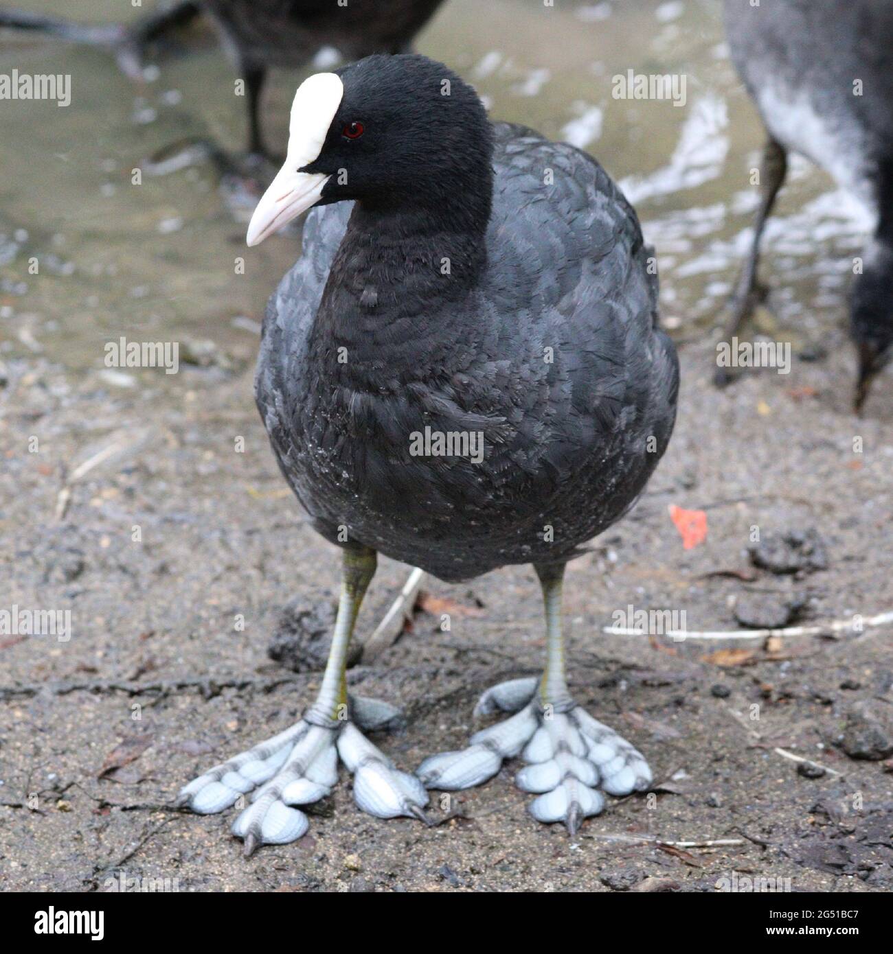 Coot Bird at Fog Lane Park, Didsbury, Manchester Stock Photo - Alamy
