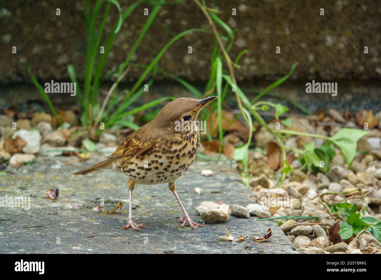Close up mistle thrush hi-res stock photography and images - Alamy