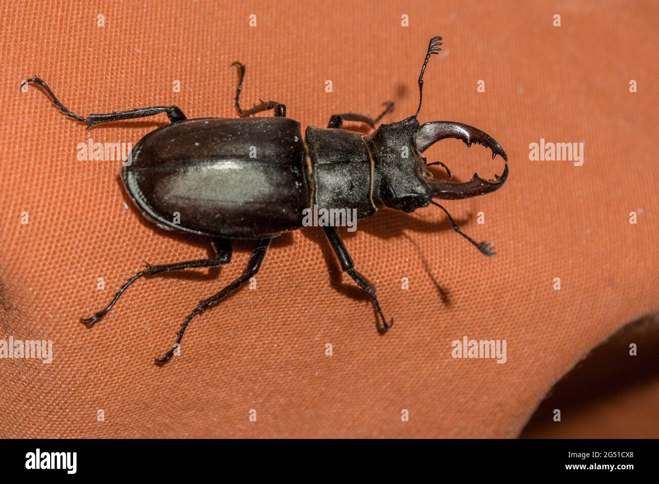 Rare specie of deer hi-res stock photography and images - Alamy