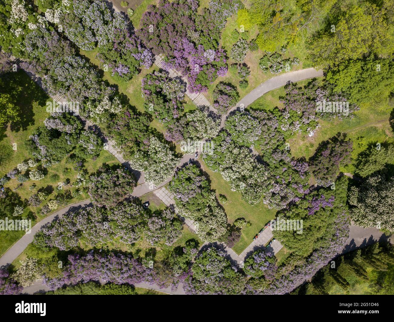 Aerial view of blooming trees in botanical garden Stock Photo - Alamy