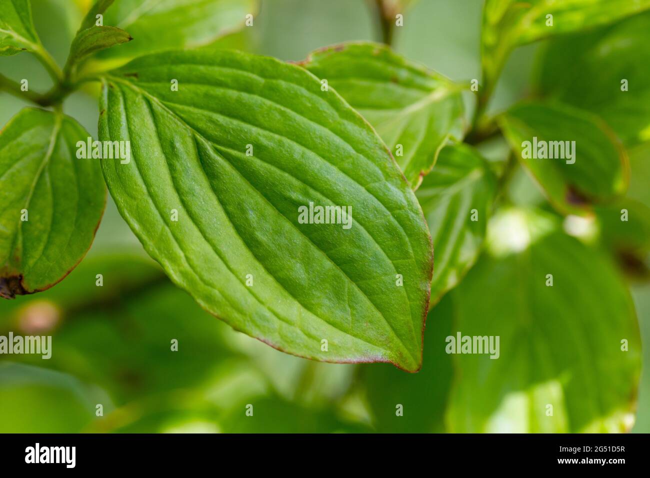 Cornus sanguinea leaf Stock Photo - Alamy