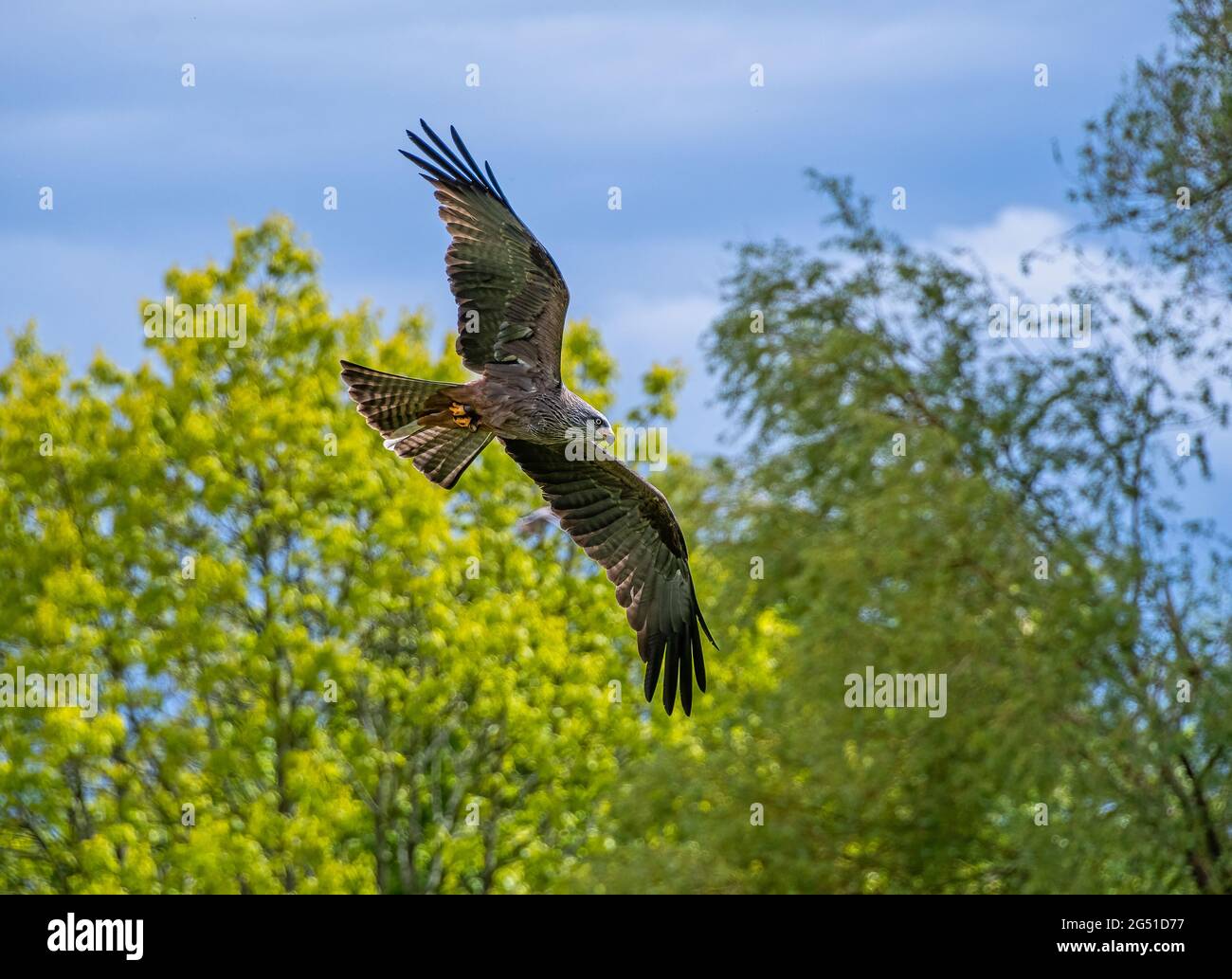 Eagle Hawk bird of prey in flight Stock Photo - Alamy