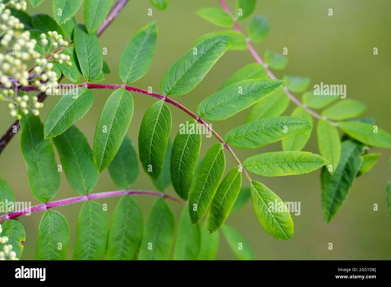 Sorbus aucuparia leaves Stock Photo - Alamy