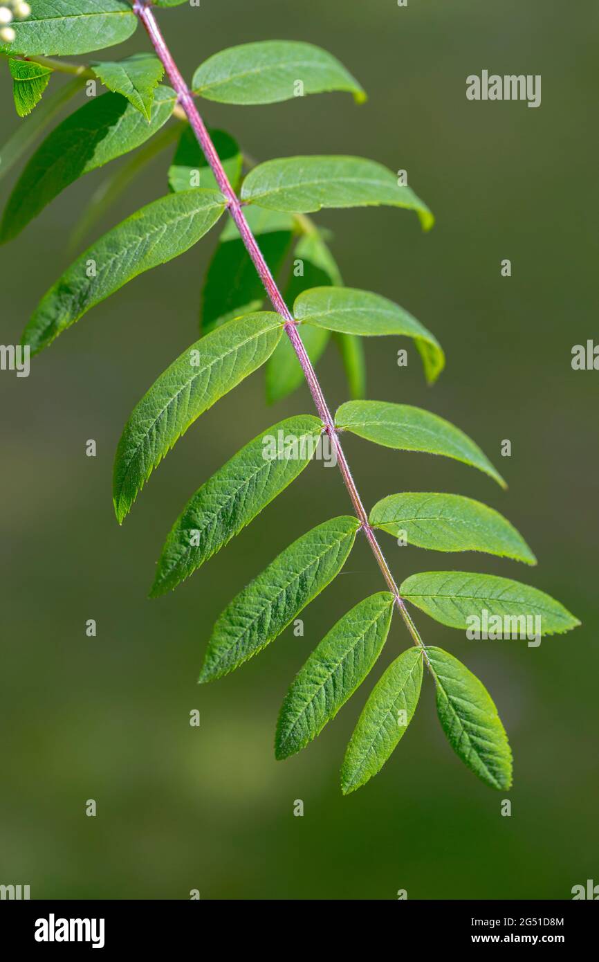Sorbus aucuparia leaves Stock Photo - Alamy
