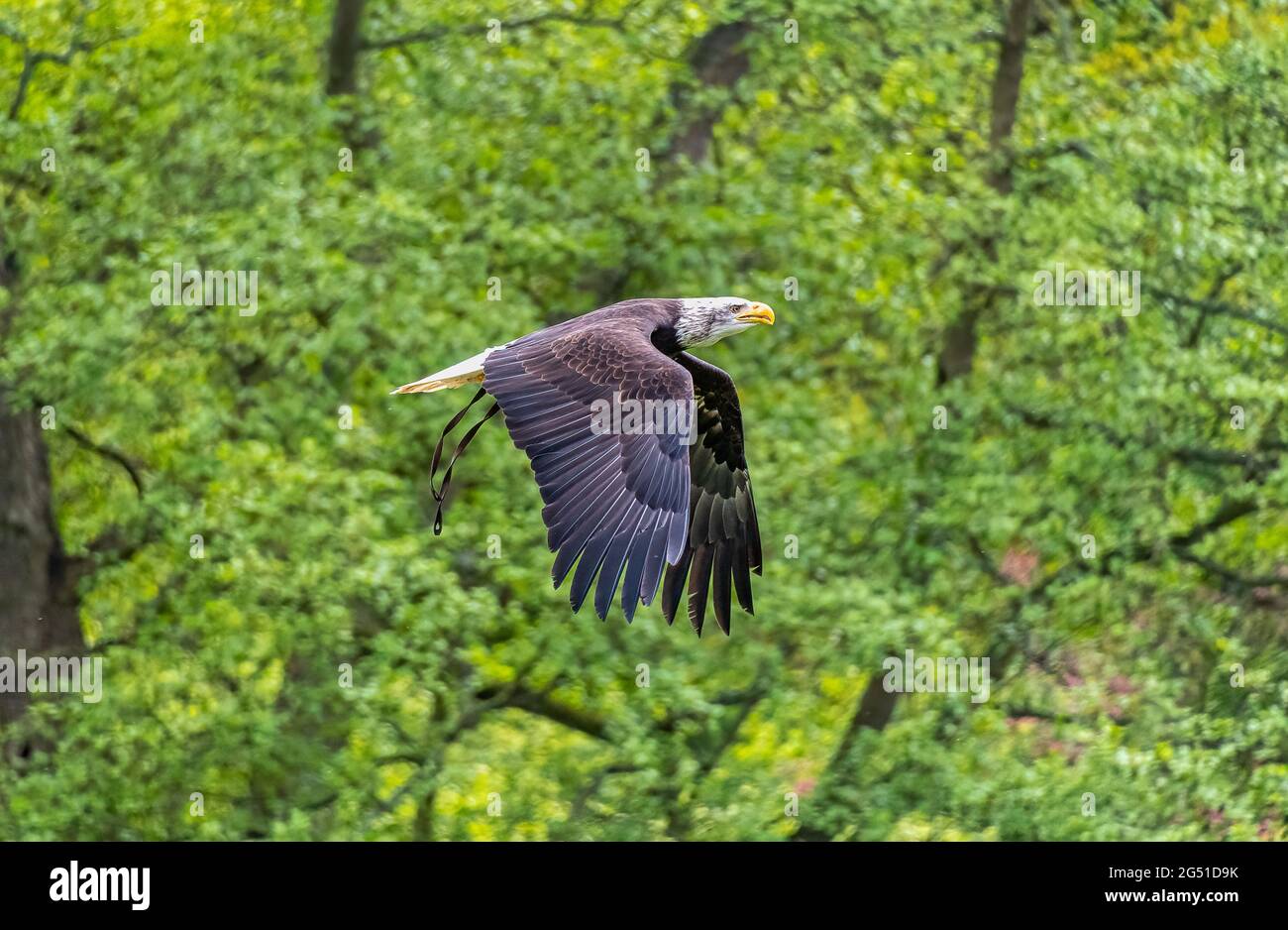 Bald Eagle bird of prey in flight Stock Photo - Alamy