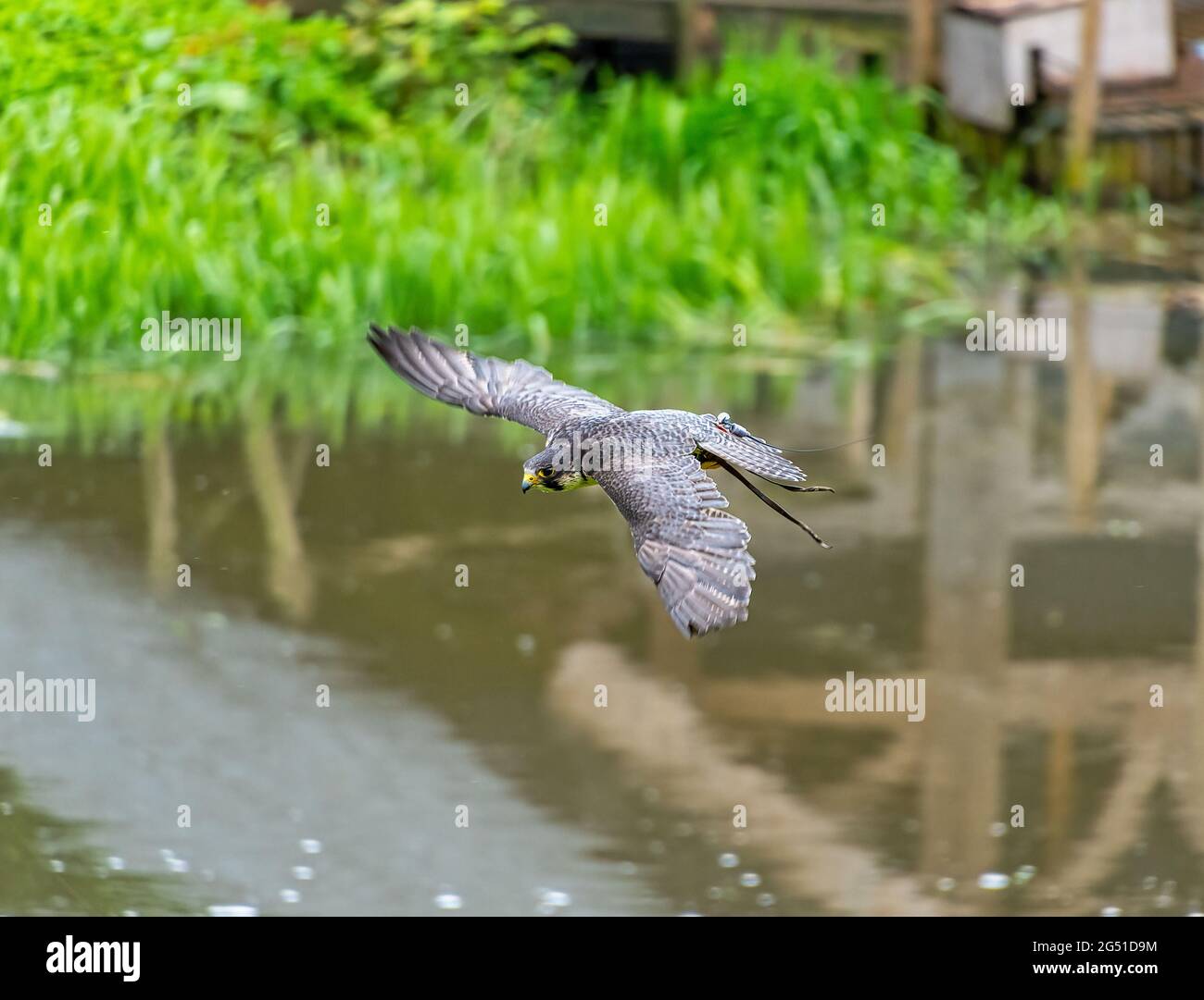 Peregrine Falcon bird of prey in flight Stock Photo - Alamy