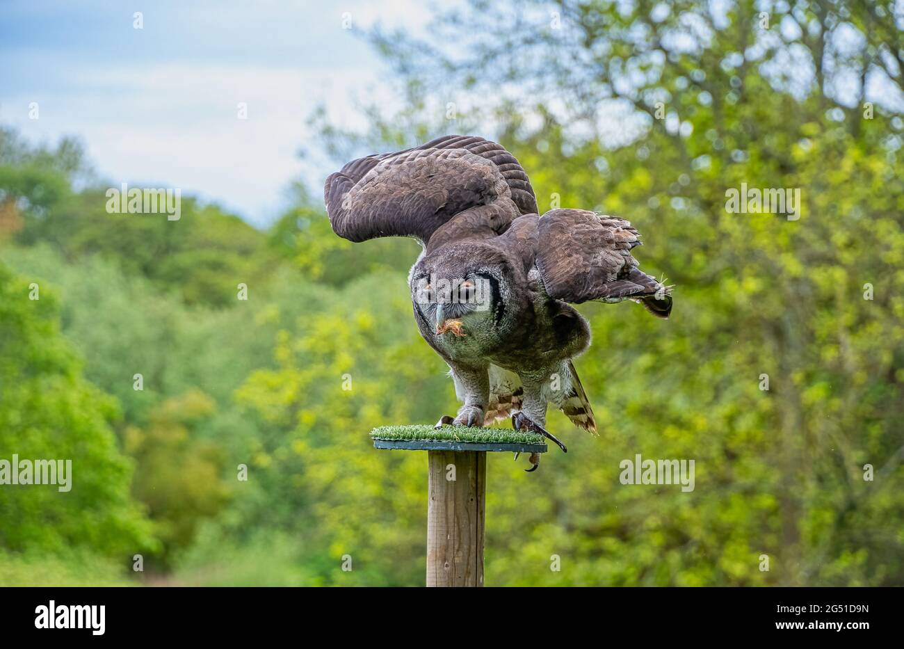 Eagle Owl bird of prey on a perch Stock Photo - Alamy
