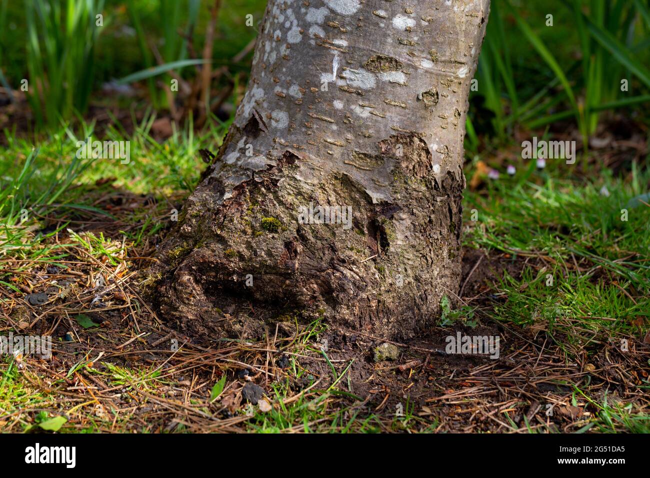 Sorbus aucuparia trunk base Stock Photo - Alamy