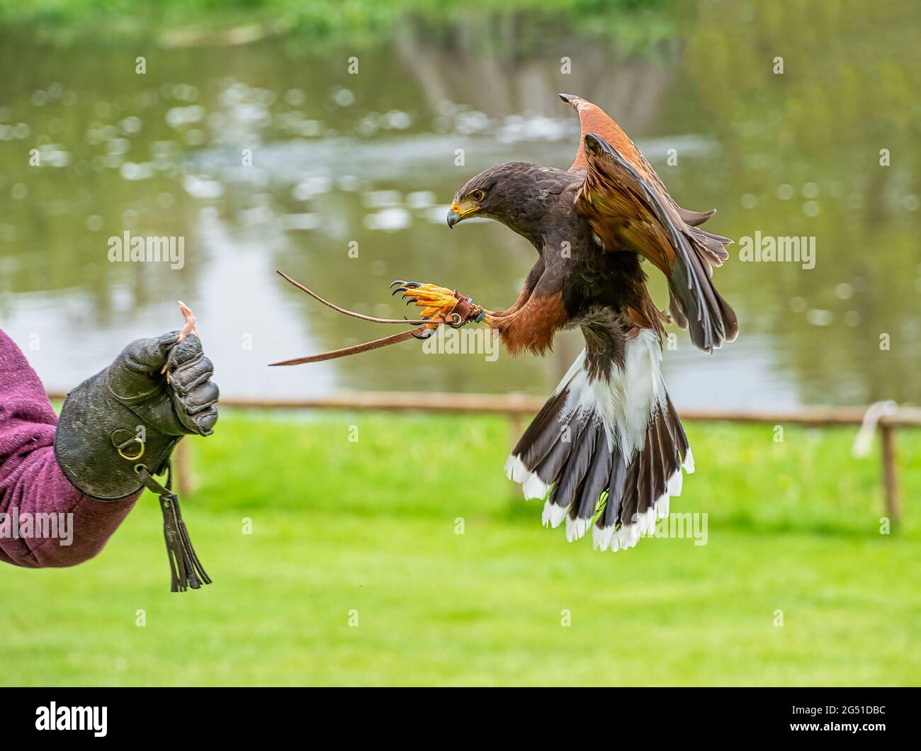 Harris Hawk bird of prey coming in to catch its prey Stock Photo - Alamy