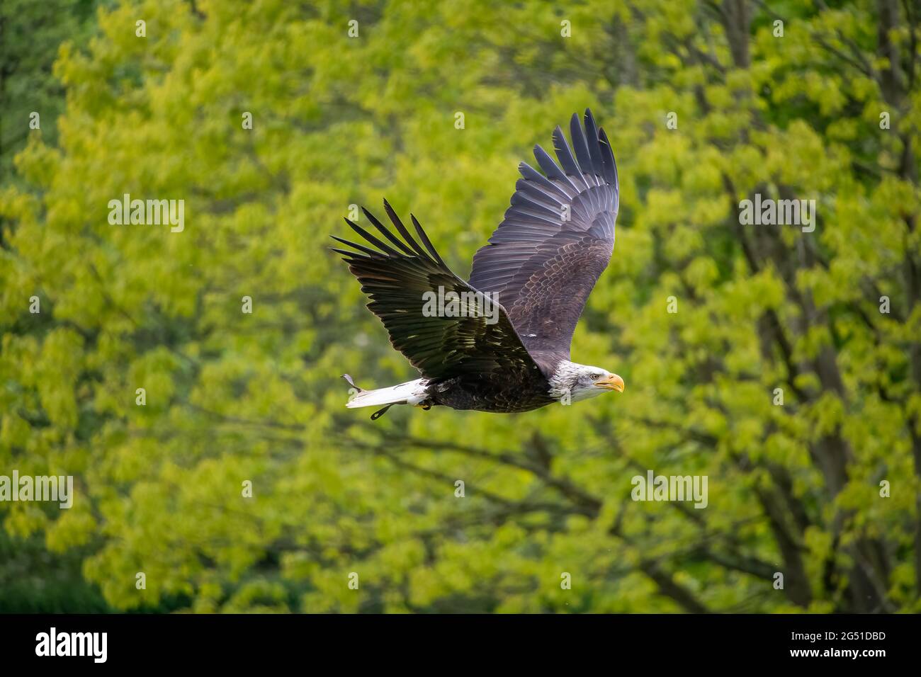 Bald Eagle bird of prey in flight Stock Photo - Alamy
