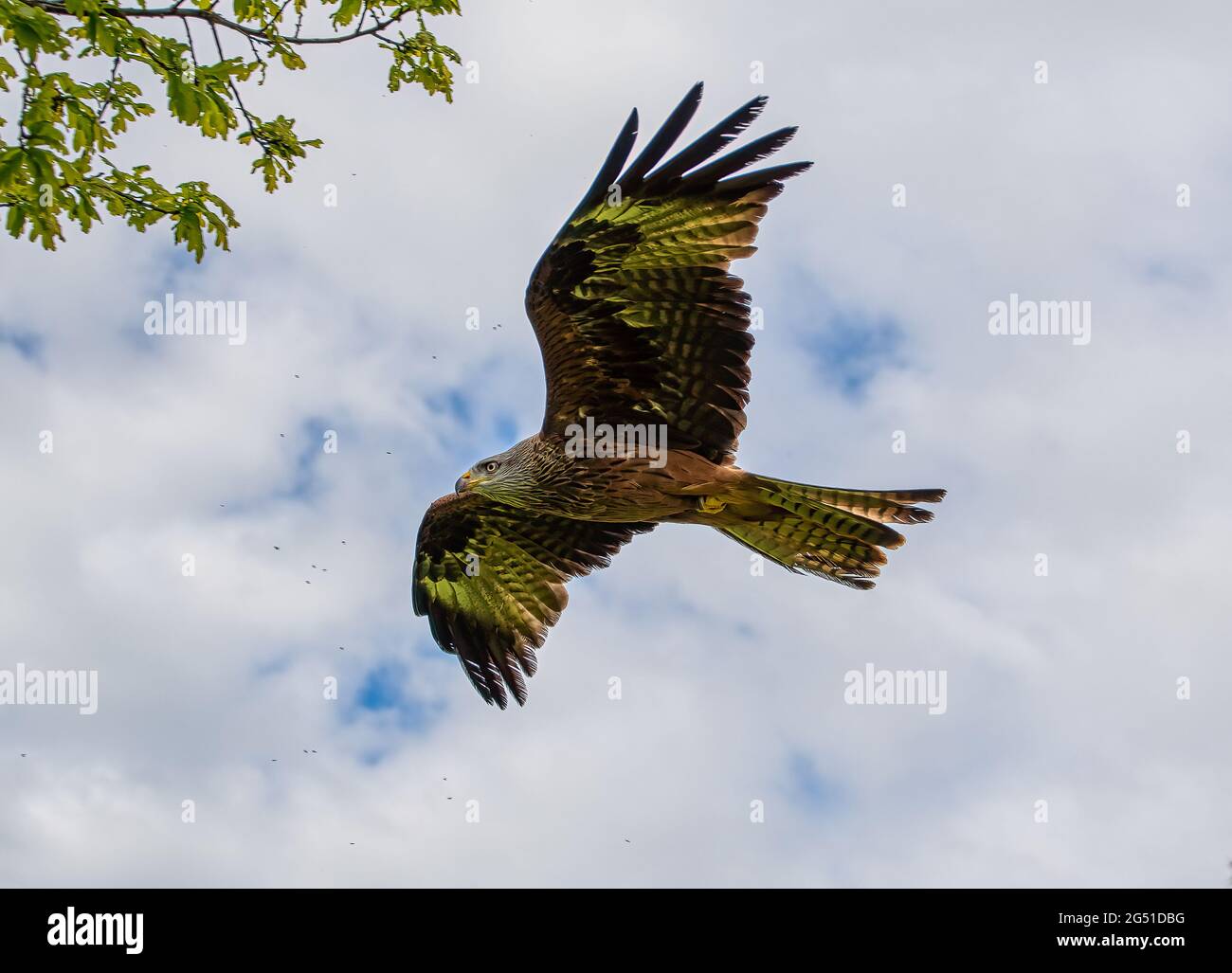Eagle Hawk bird of prey in flight Stock Photo - Alamy