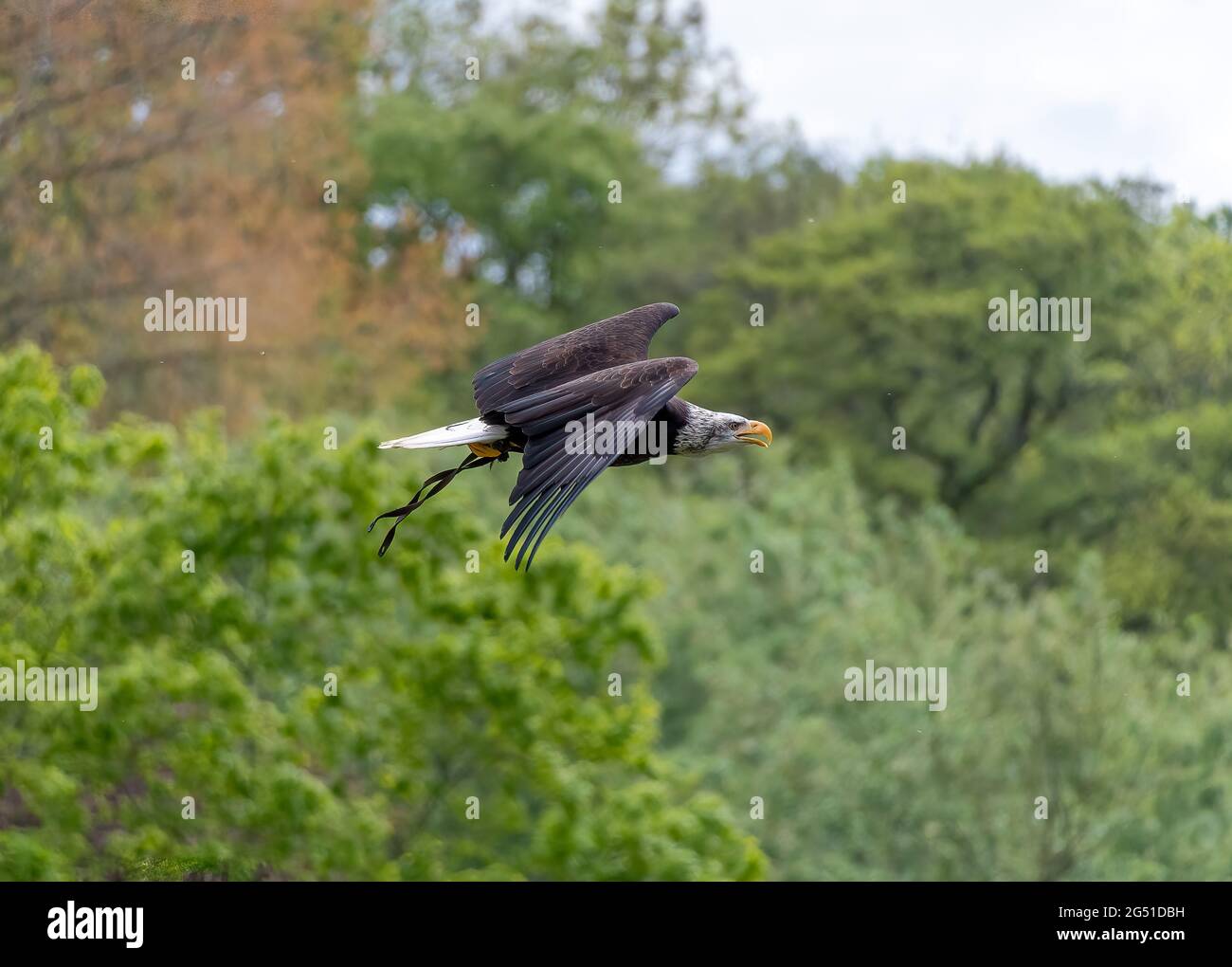 Bald Eagle bird of prey in flight Stock Photo - Alamy