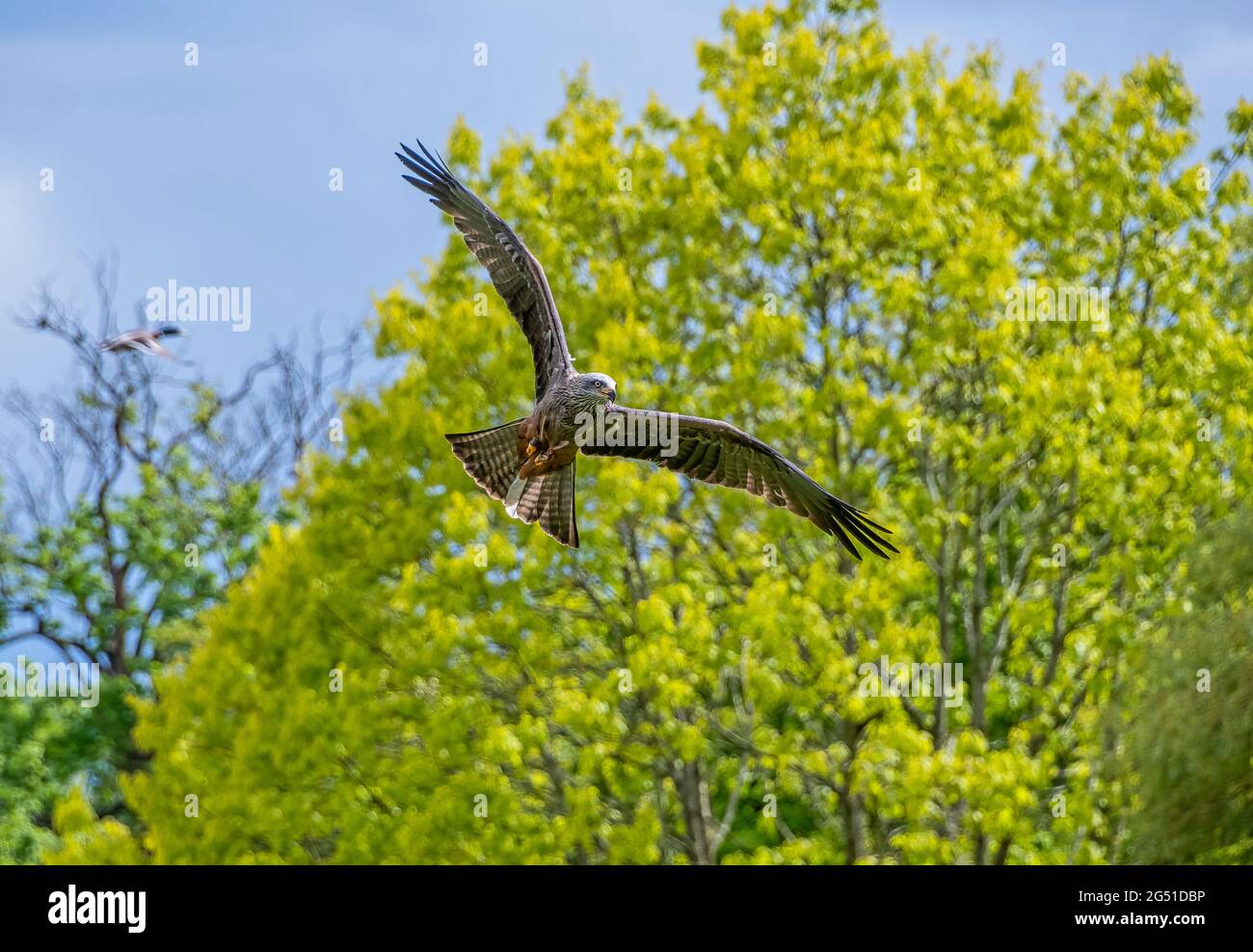 Eagle Hawk bird of prey in flight Stock Photo - Alamy