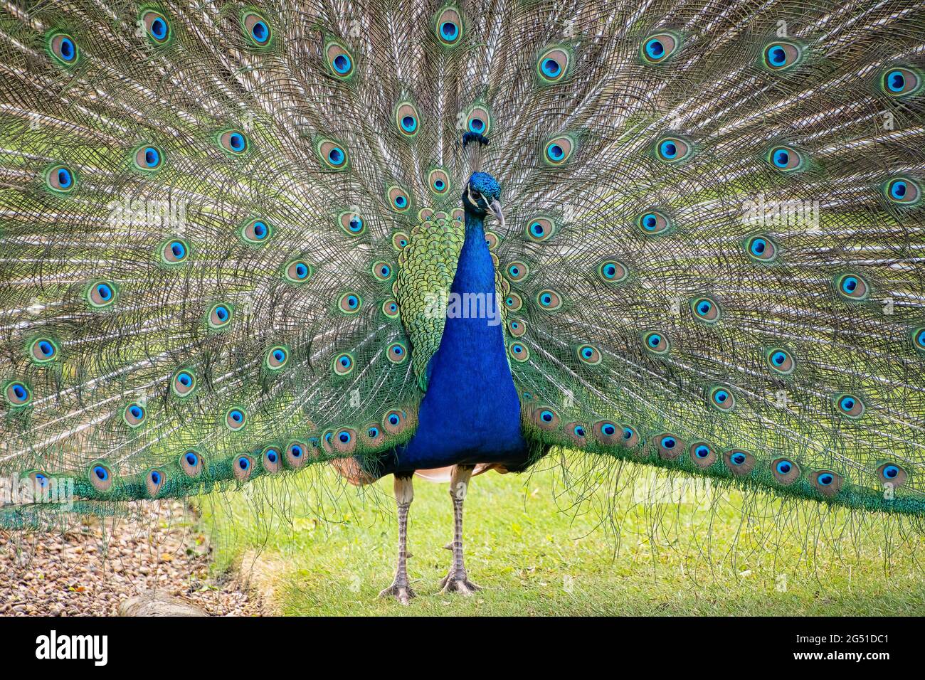 Close view Of a Peacock bird with its tail feathers spread out Stock ...