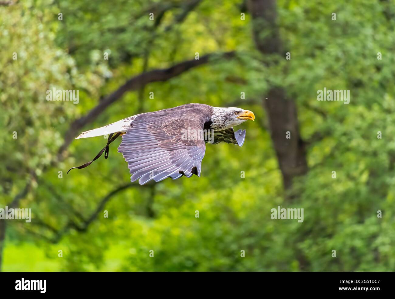 Bald Eagle bird of prey in flight Stock Photo - Alamy