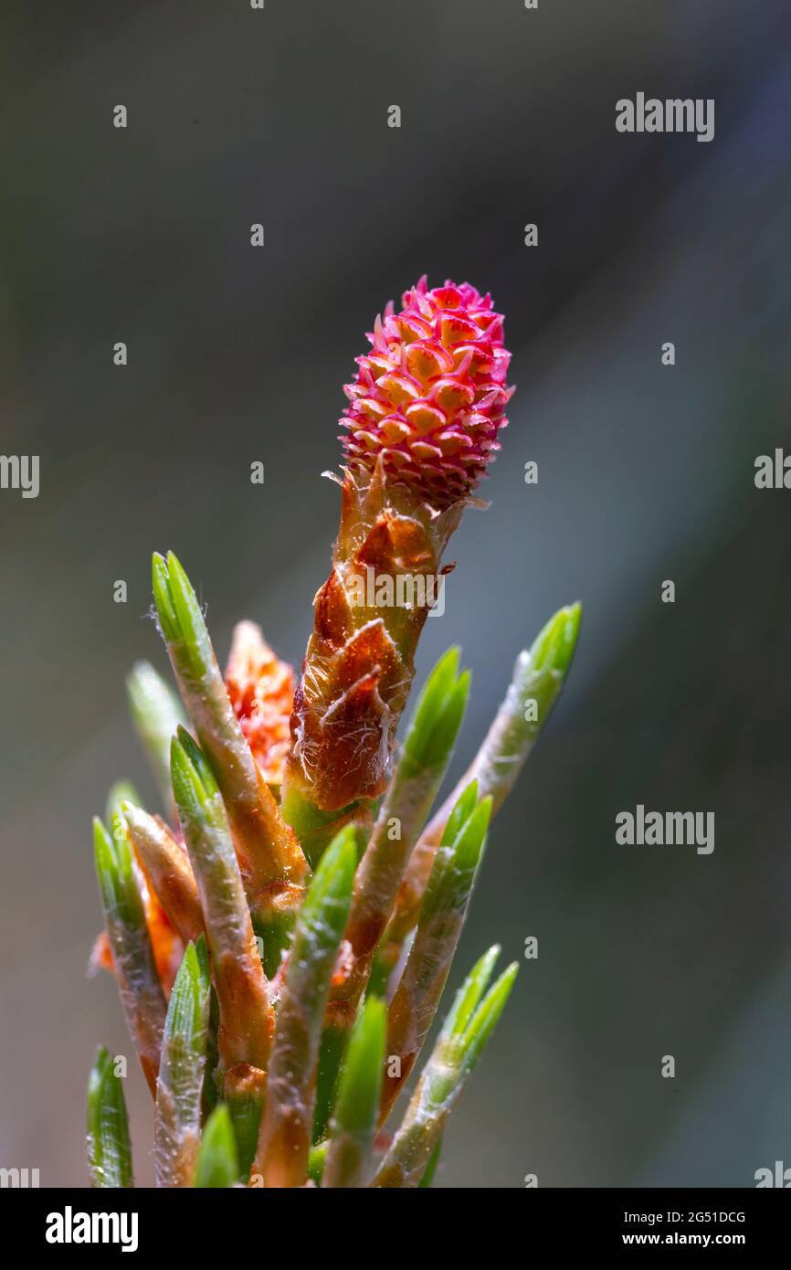 Female flower of Pinus sylvestris Stock Photo - Alamy