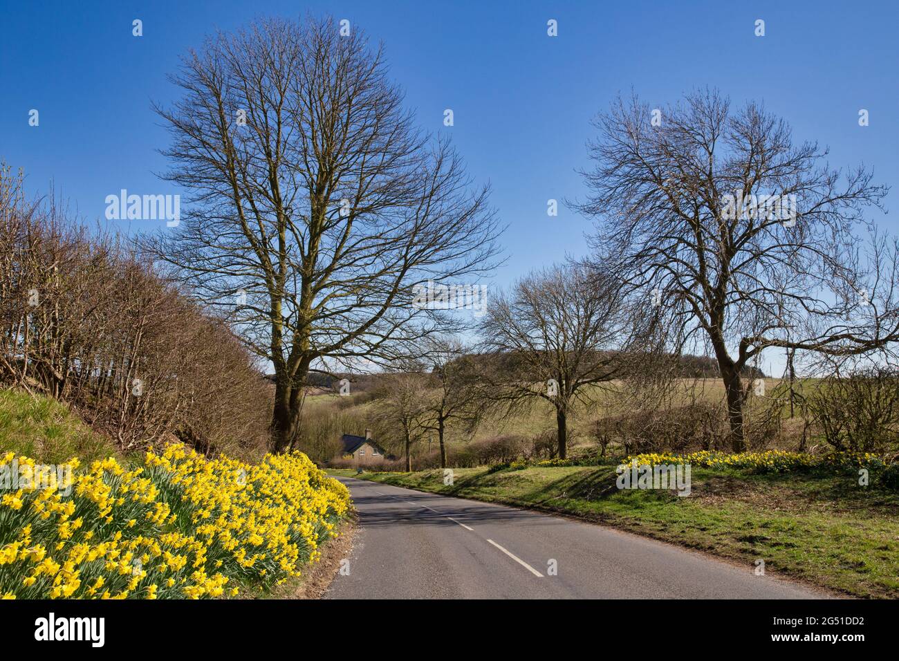 Daffodils in Spring Rothwell Lincolnshire Wolds Stock Photo - Alamy