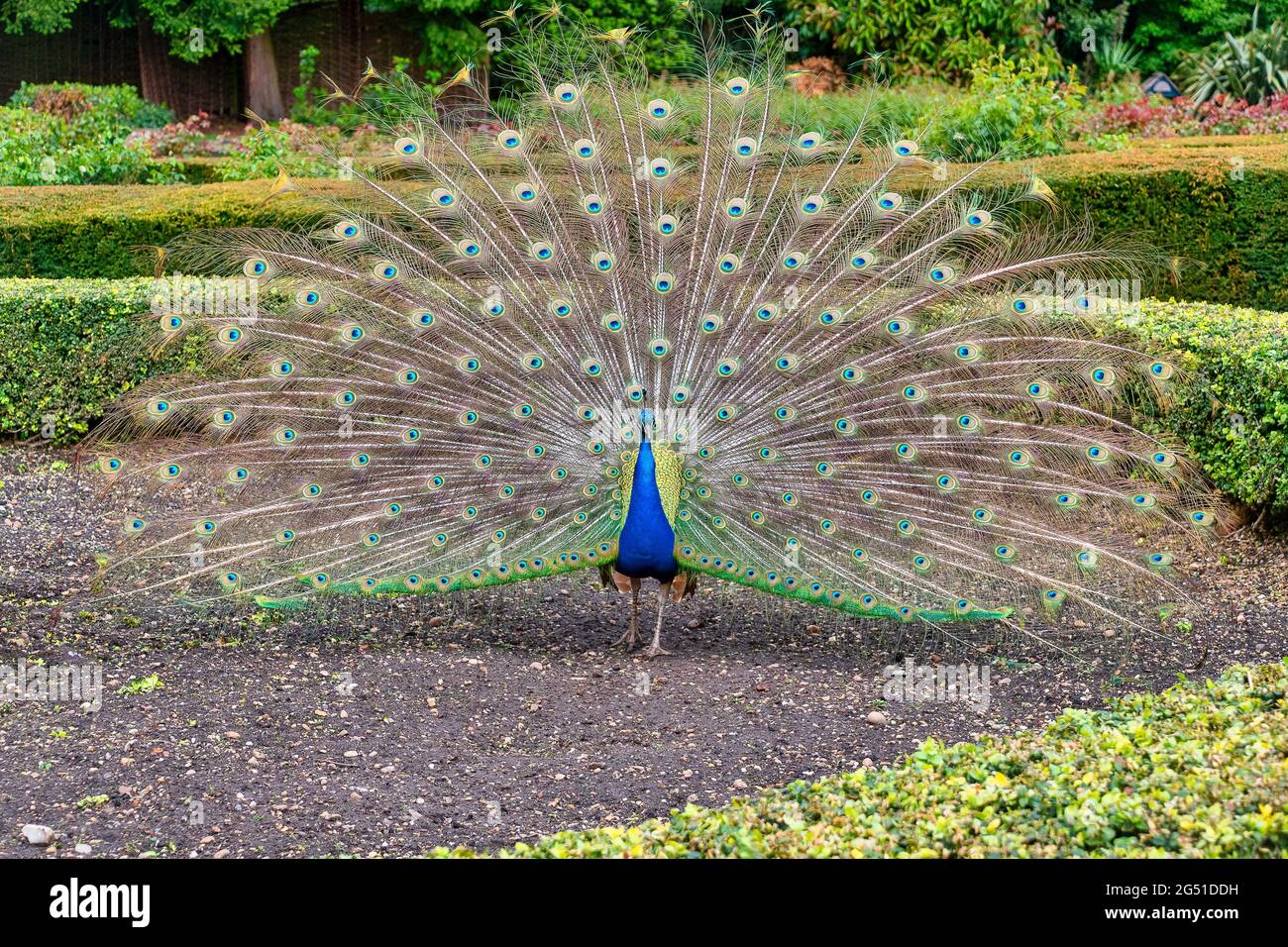 Adult Peacock bird with its tail feathers spread out Stock Photo - Alamy