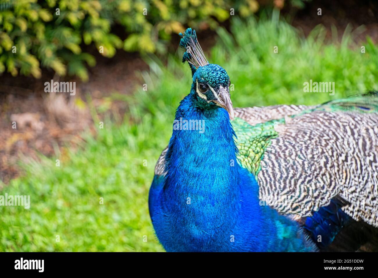 Adult Peacock bird walking on some grass Stock Photo - Alamy
