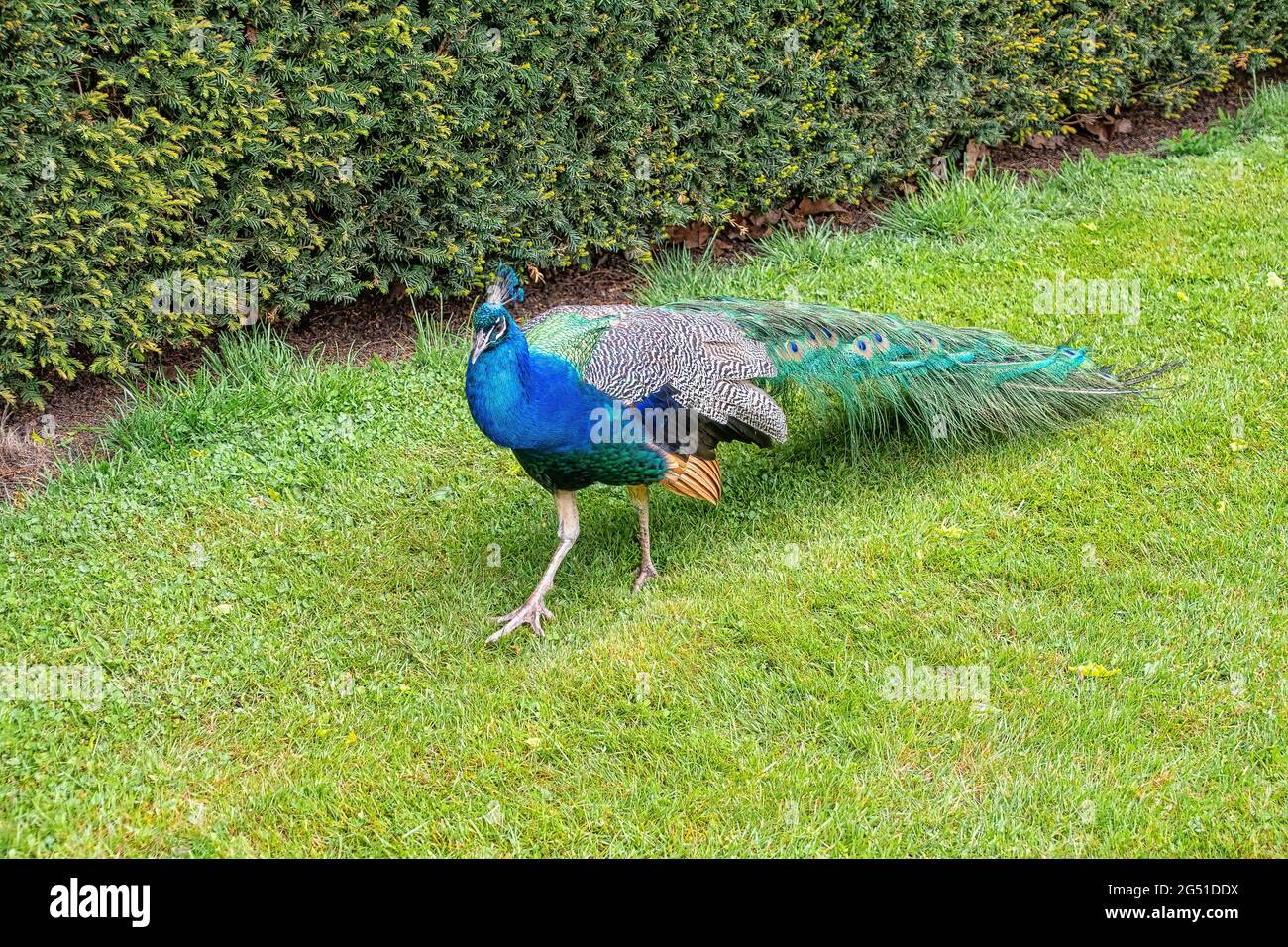 Adult Peacock bird walking on some grass Stock Photo - Alamy