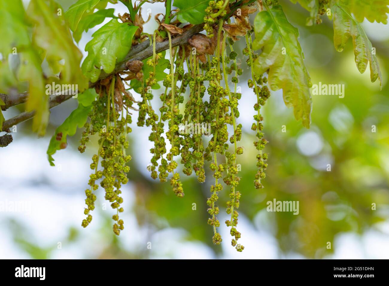 Male flowers of Quercus petraea Stock Photo - Alamy